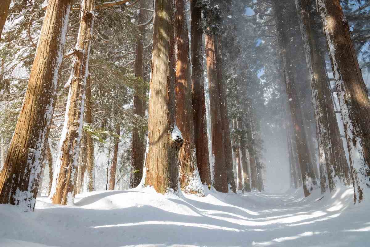 5 Things to Do in Nagano in Winter – YouGoJapan