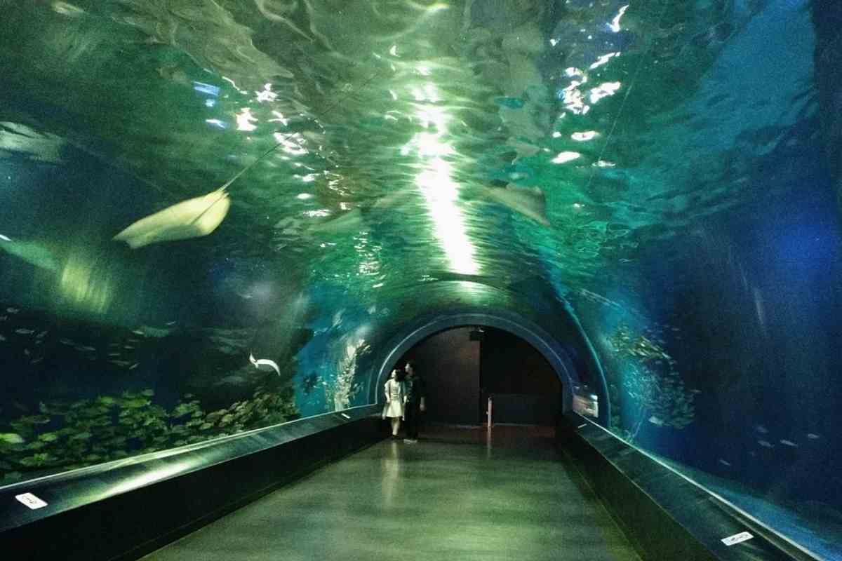 7 Best Aquariums In Japan To Visit – YouGoJapan