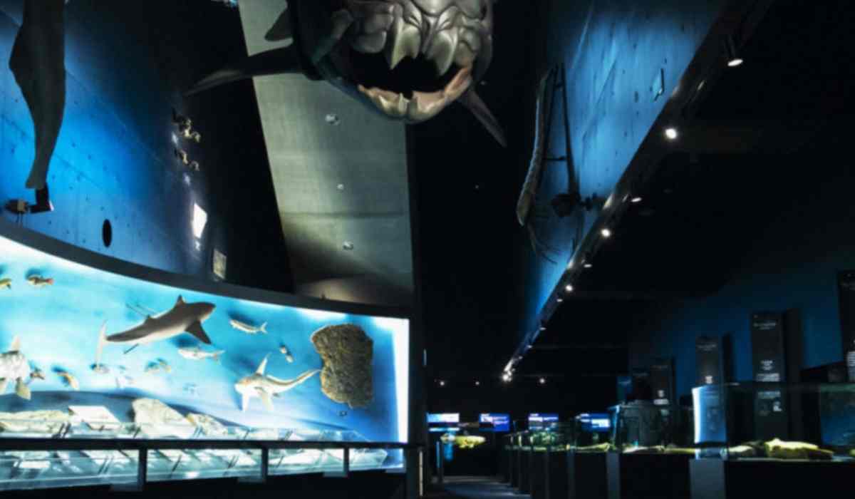 7 Best Aquariums In Japan To Visit – YouGoJapan