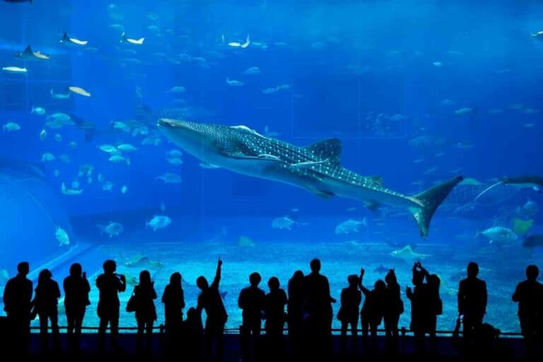 7 Best Aquariums In Japan To Visit – YouGoJapan