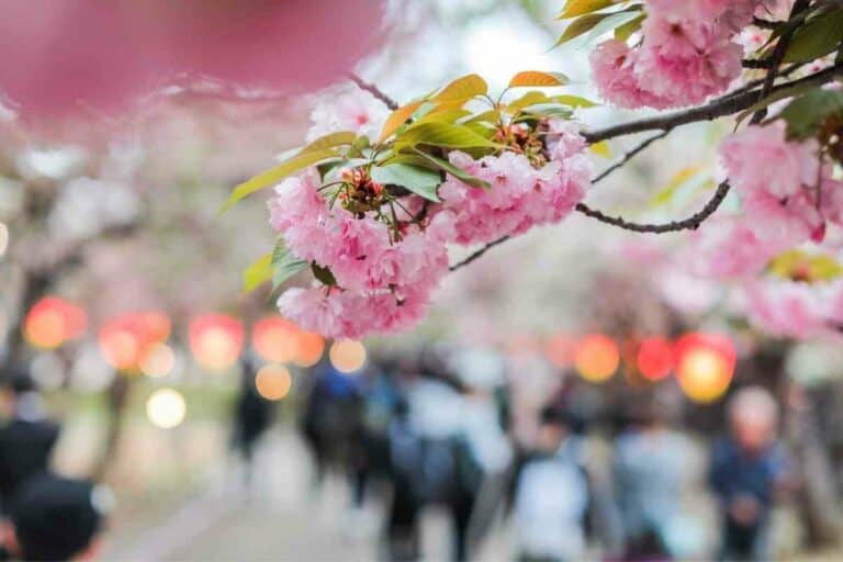 15 Best Places to Visit in Japan in Spring – YouGoJapan