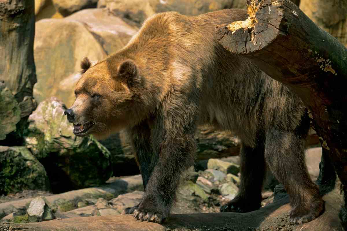 Are There Bears In Japan? (Species and Locations) – YouGoJapan