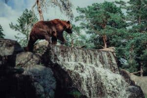 Are There Bears In Japan? (Species and Locations) – YouGoJapan