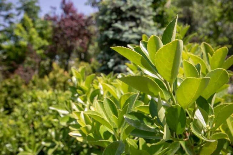 11 Sacred Japanese Symbols and What They Mean – YouGoJapan