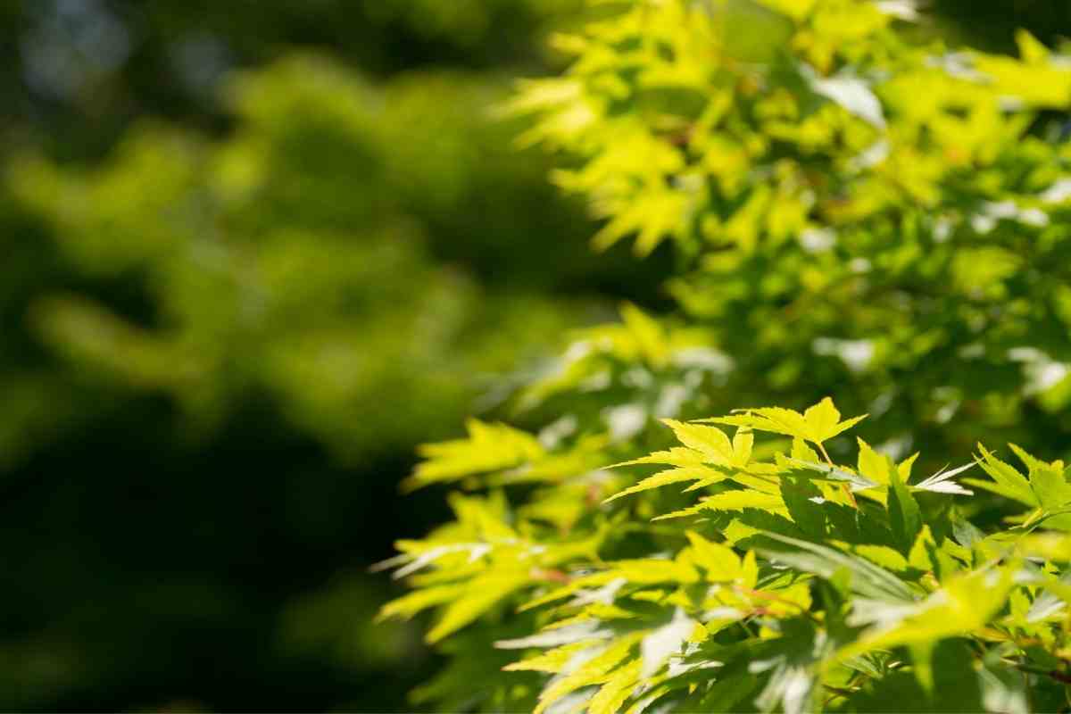 12 Dwarf Japanese Maple Varieties You Should Know – YouGoJapan