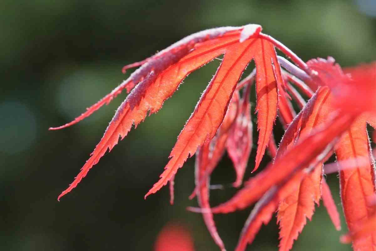 12 Dwarf Japanese Maple Varieties You Should Know – YouGoJapan