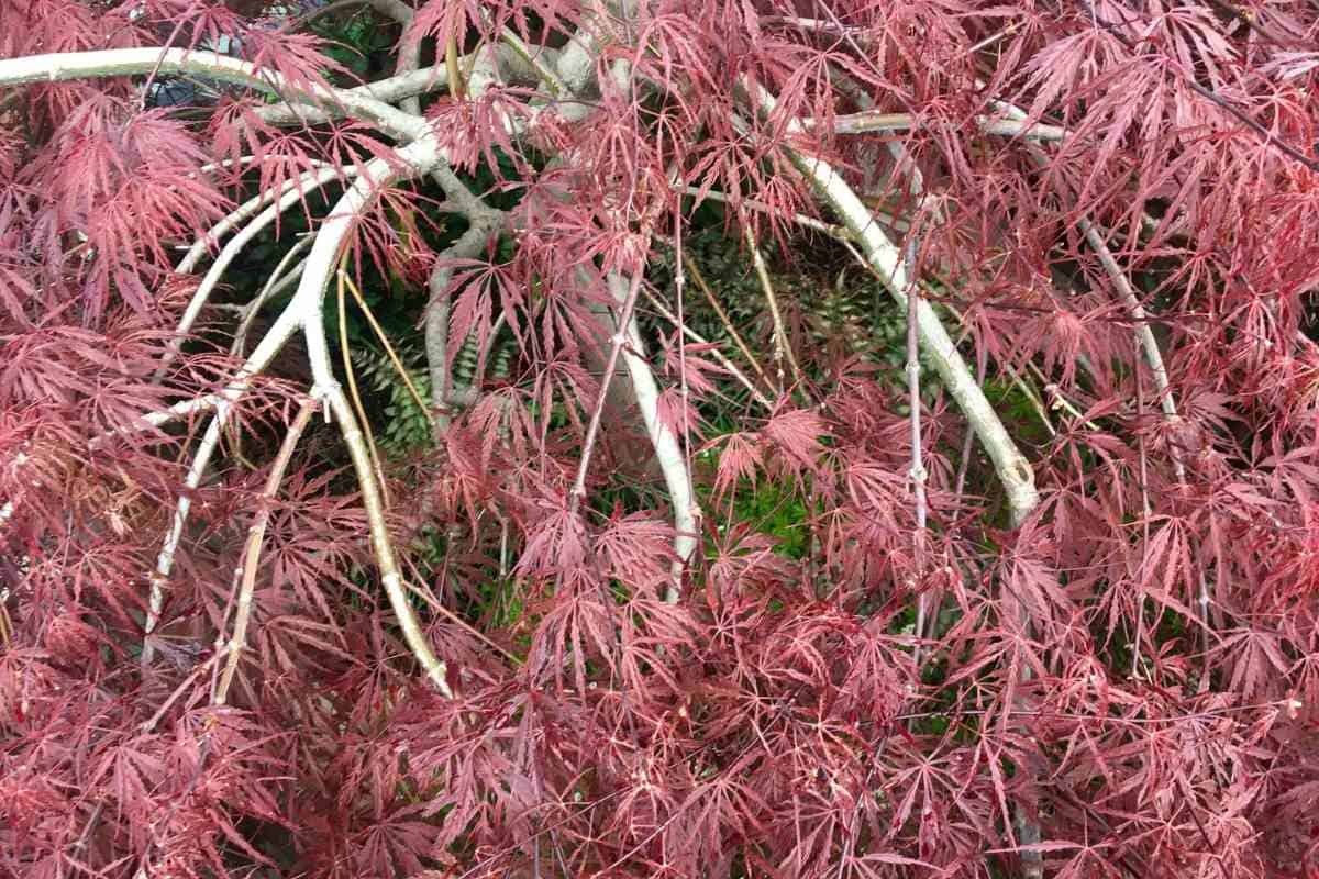 12 Dwarf Japanese Maple Varieties You Should Know – YouGoJapan