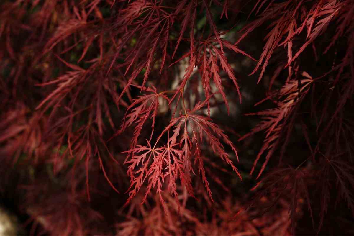 12 Dwarf Japanese Maple Varieties You Should Know – YouGoJapan