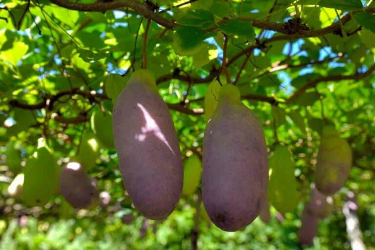 18 Japanese Fruits (Grown and Loved in Japan) – YouGoJapan