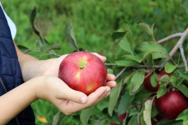 18 Japanese Fruits (Grown and Loved in Japan) – YouGoJapan