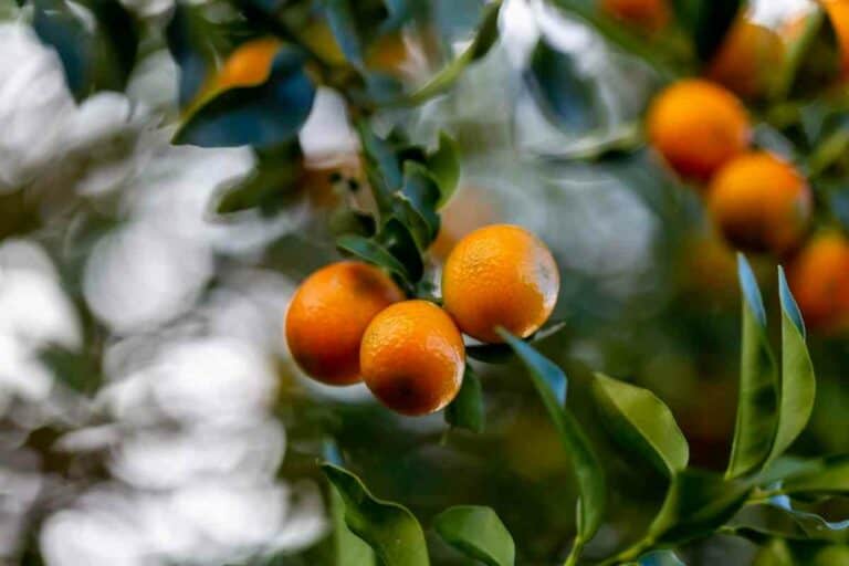 18 Japanese Fruits (Grown and Loved in Japan) – YouGoJapan