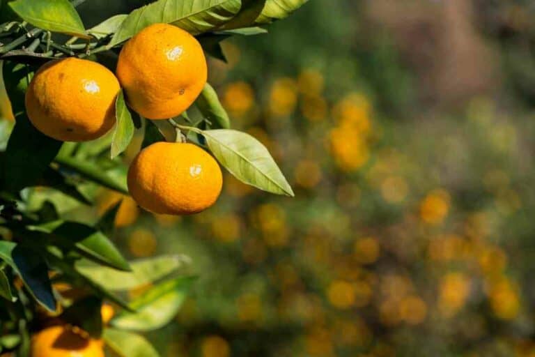 18 Japanese Fruits (Grown and Loved in Japan) – YouGoJapan