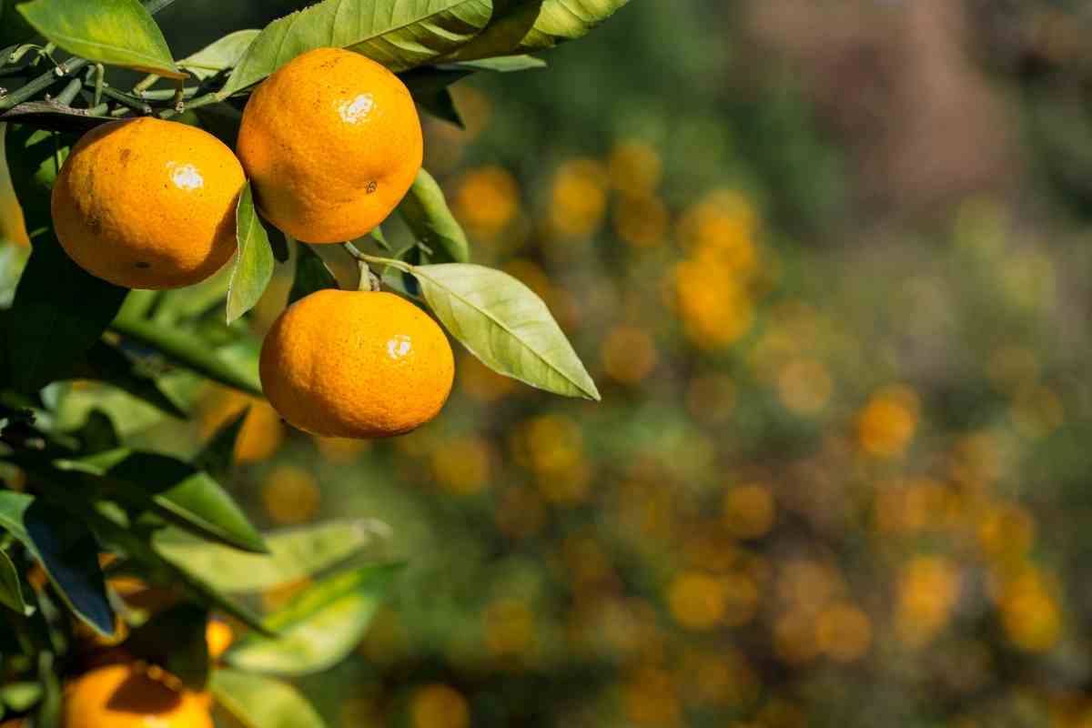 18 Japanese Fruits (Grown and Loved in Japan) – YouGoJapan