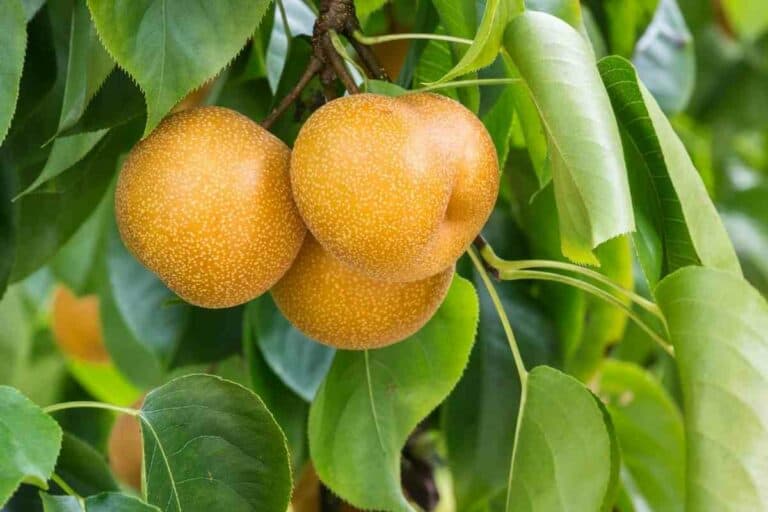 18 Japanese Fruits (Grown and Loved in Japan) – YouGoJapan