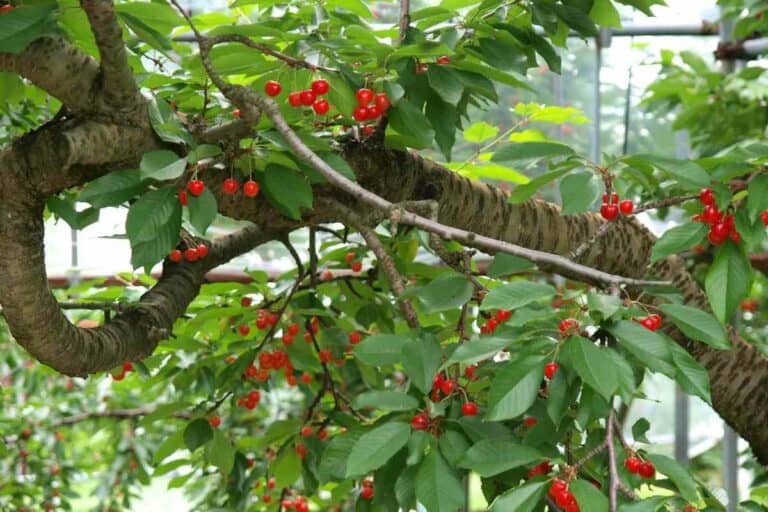 18 Japanese Fruits (Grown and Loved in Japan) – YouGoJapan