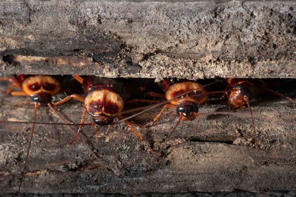 11 Bugs in Japan Countryside You’ll Want to Avoid – YouGoJapan