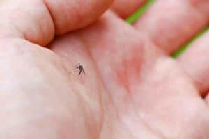 11 Bugs in Japan Countryside You’ll Want to Avoid – YouGoJapan