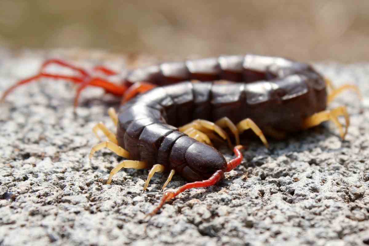 11 Bugs in Japan Countryside You’ll Want to Avoid – YouGoJapan
