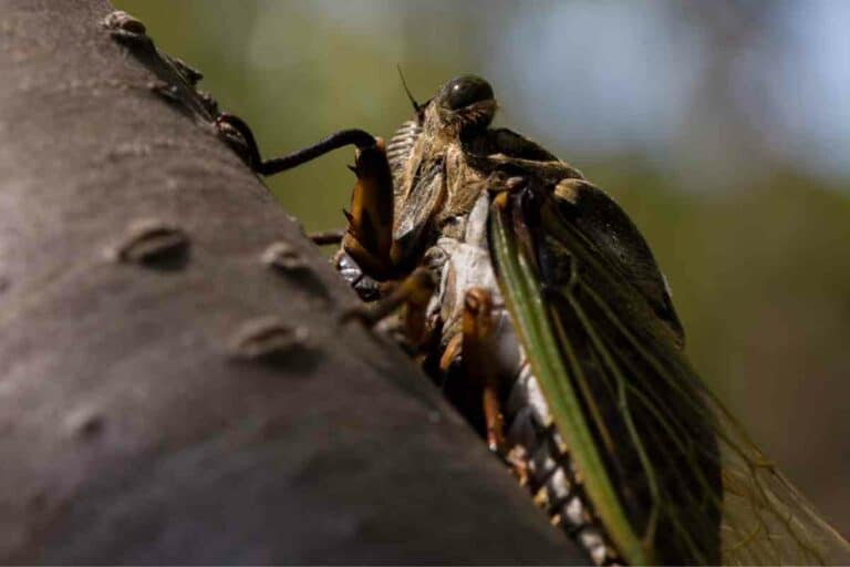 11 Bugs in Japan Countryside You’ll Want to Avoid – YouGoJapan