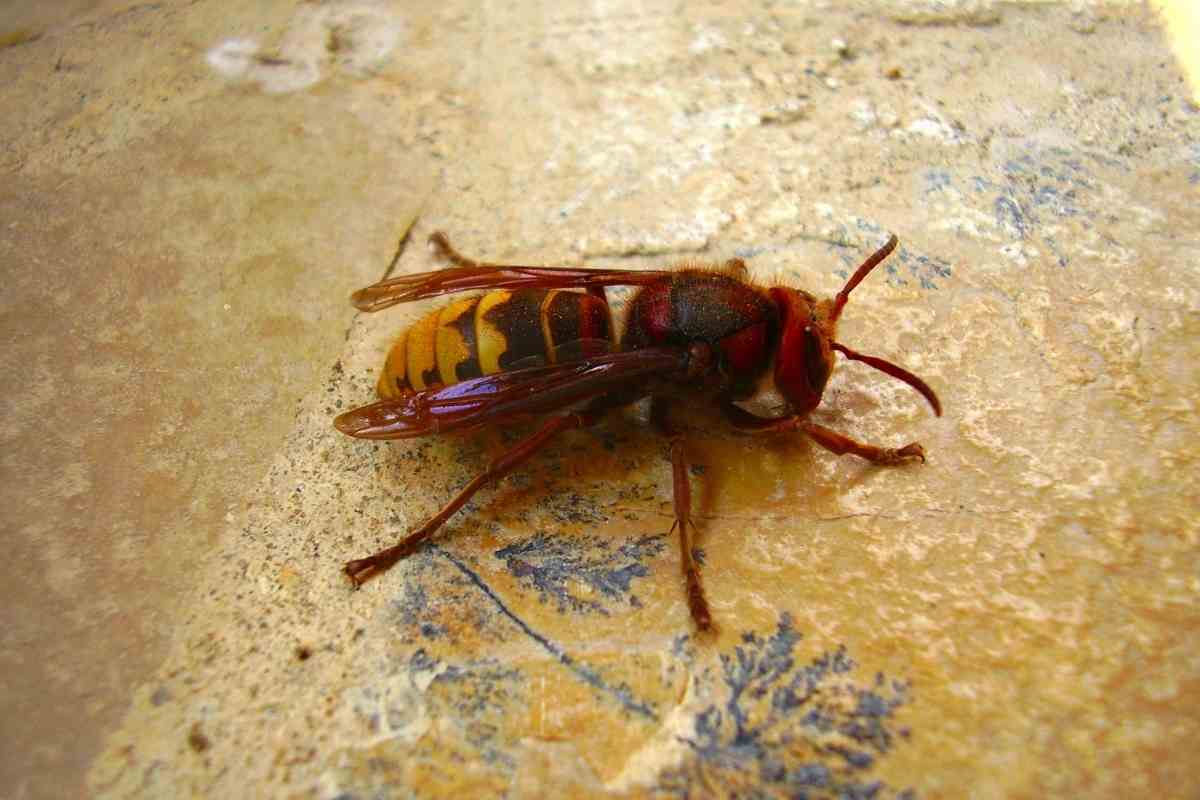 11 Bugs in Japan Countryside You’ll Want to Avoid – YouGoJapan