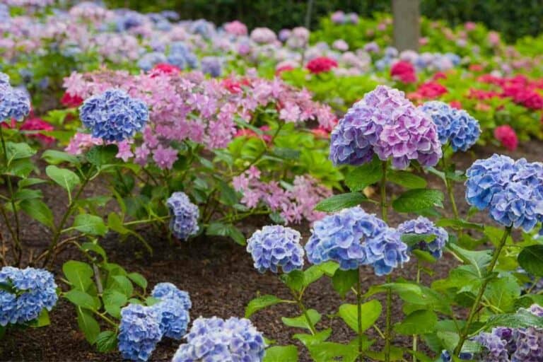 21 Most Popular Japanese Flowers And Their Meanings – YouGoJapan