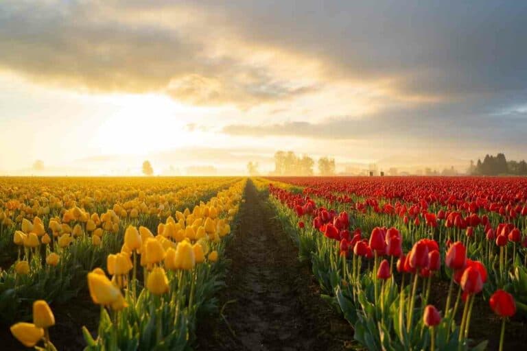 21 Most Popular Japanese Flowers And Their Meanings – YouGoJapan