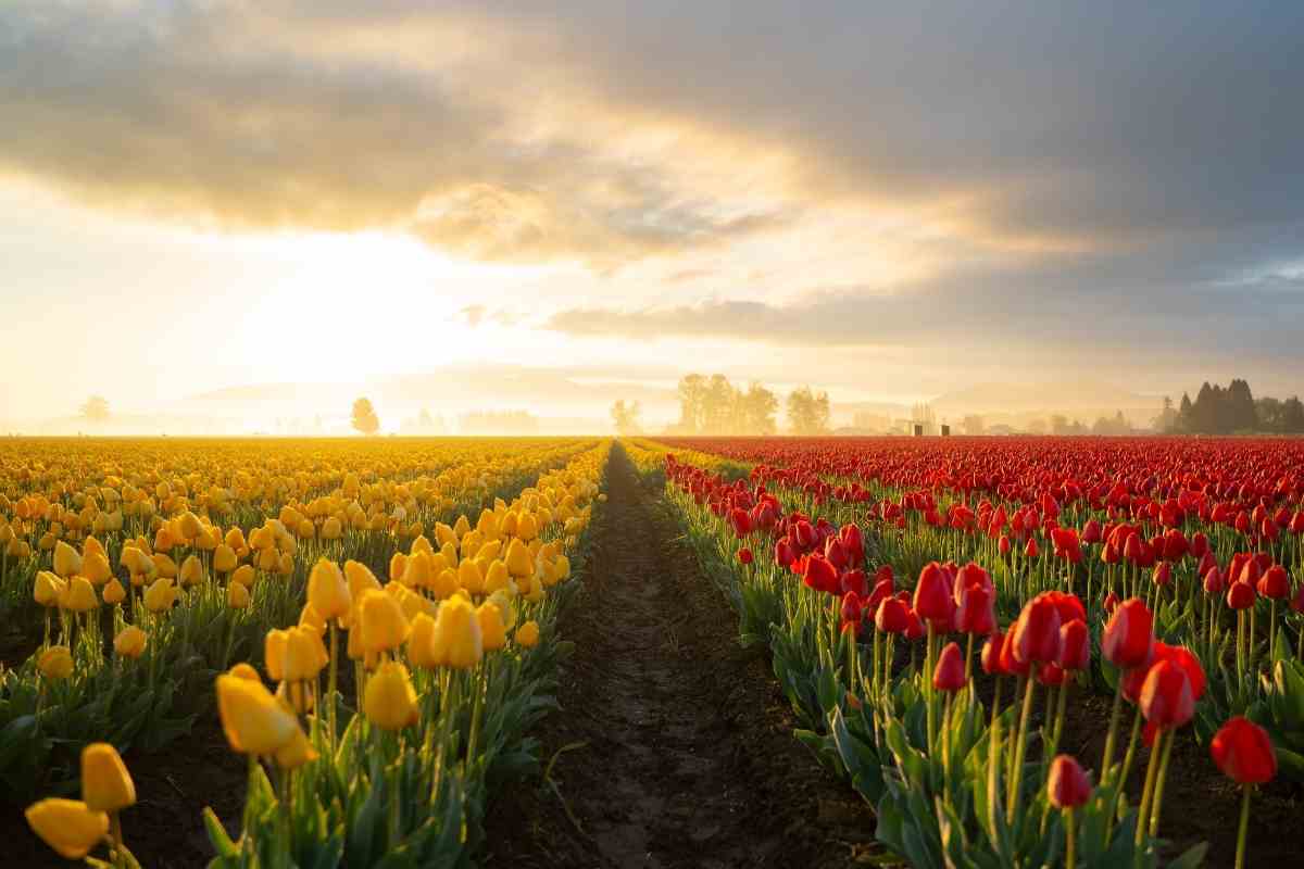 21 Most Popular Japanese Flowers And Their Meanings – YouGoJapan