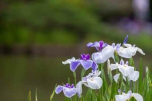 21 Most Popular Japanese Flowers And Their Meanings – YouGoJapan