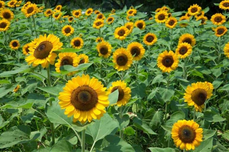 21 Most Popular Japanese Flowers And Their Meanings – YouGoJapan