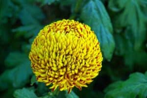 21 Most Popular Japanese Flowers And Their Meanings – YouGoJapan