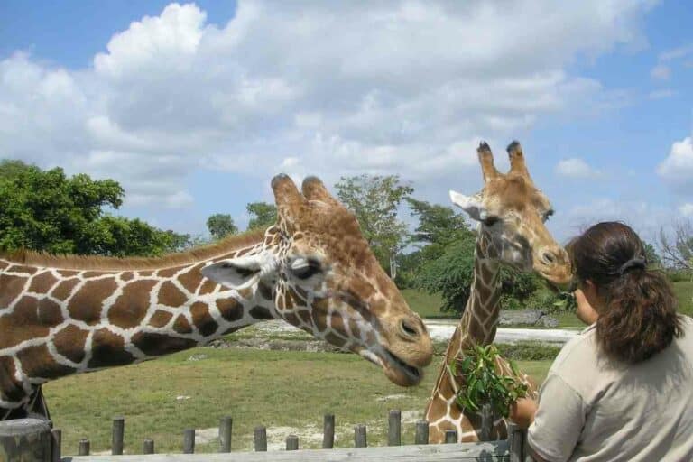 Miyazaki Itinerary – Best Things to Do and See In Miyazaki – YouGoJapan
