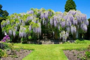 21 Most Popular Japanese Flowers And Their Meanings – YouGoJapan