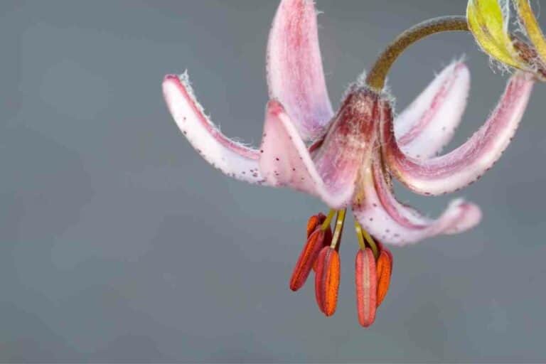 21 Most Popular Japanese Flowers And Their Meanings – YouGoJapan