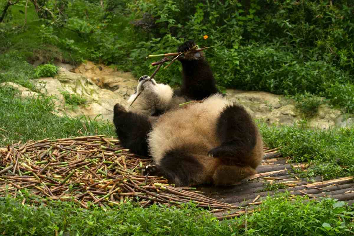 Do Pandas Live Wild and Freely in Japan? – YouGoJapan