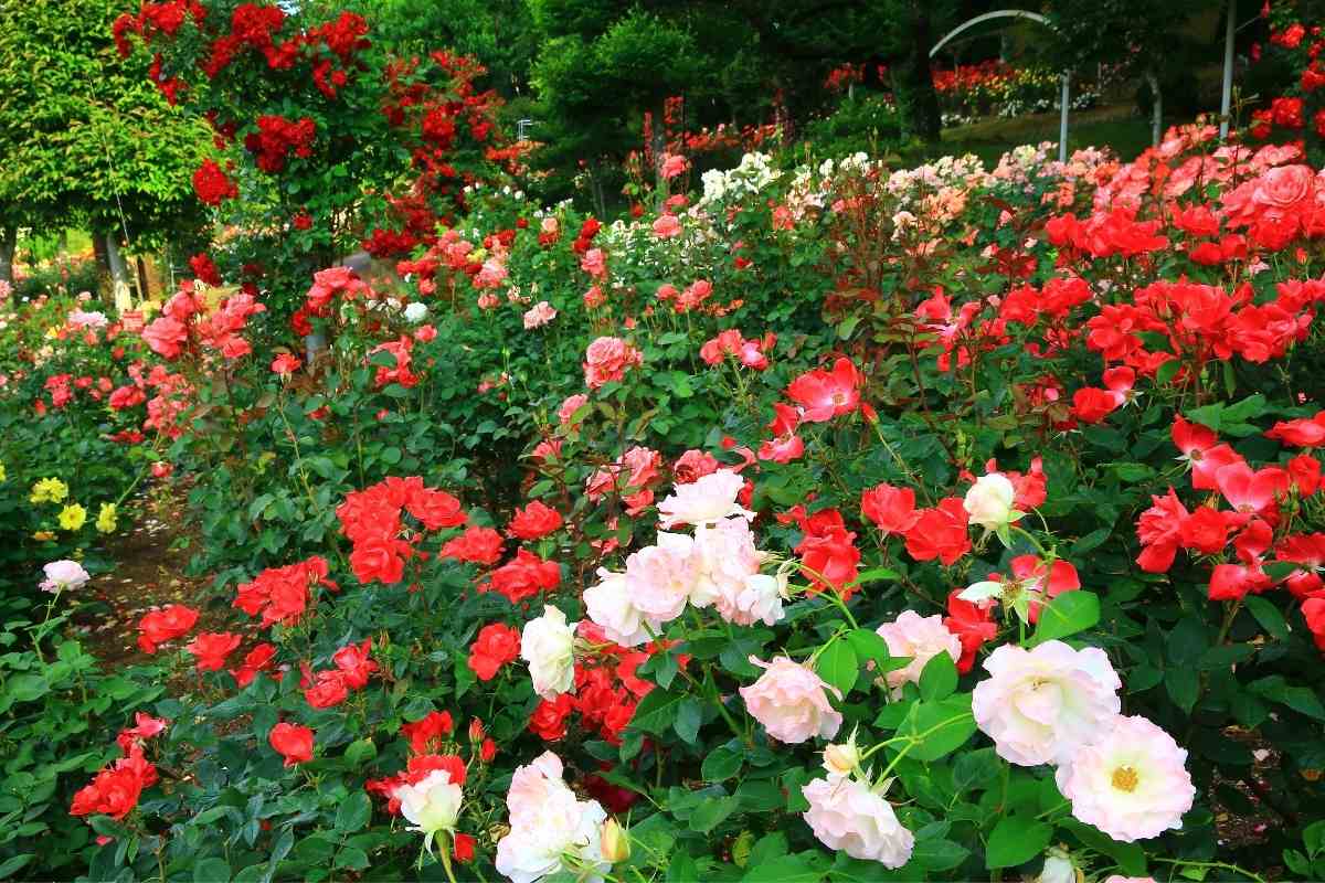 21 Most Popular Japanese Flowers And Their Meanings – YouGoJapan