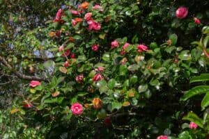 21 Most Popular Japanese Flowers And Their Meanings – YouGoJapan
