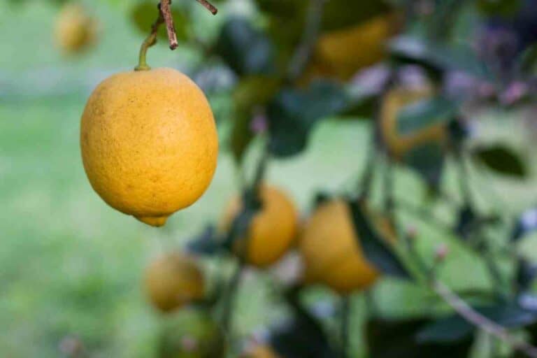 Yuzu Vs Lemon Compared – What’s The Difference? – YouGoJapan