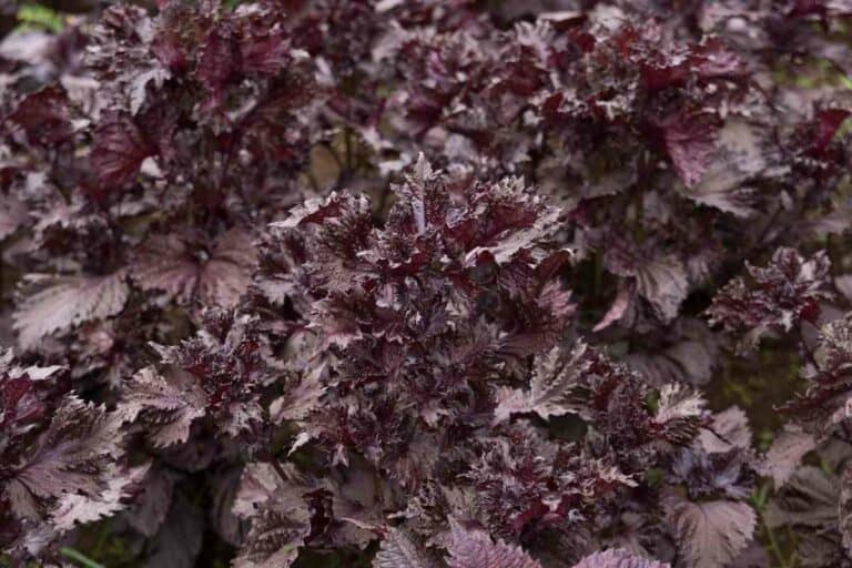 Red Shiso Juice Recipe – How to Make – YouGoJapan