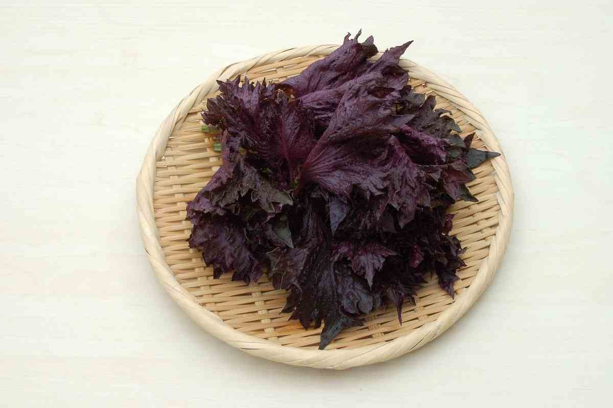 Red Shiso Juice Recipe – How to Make – YouGoJapan