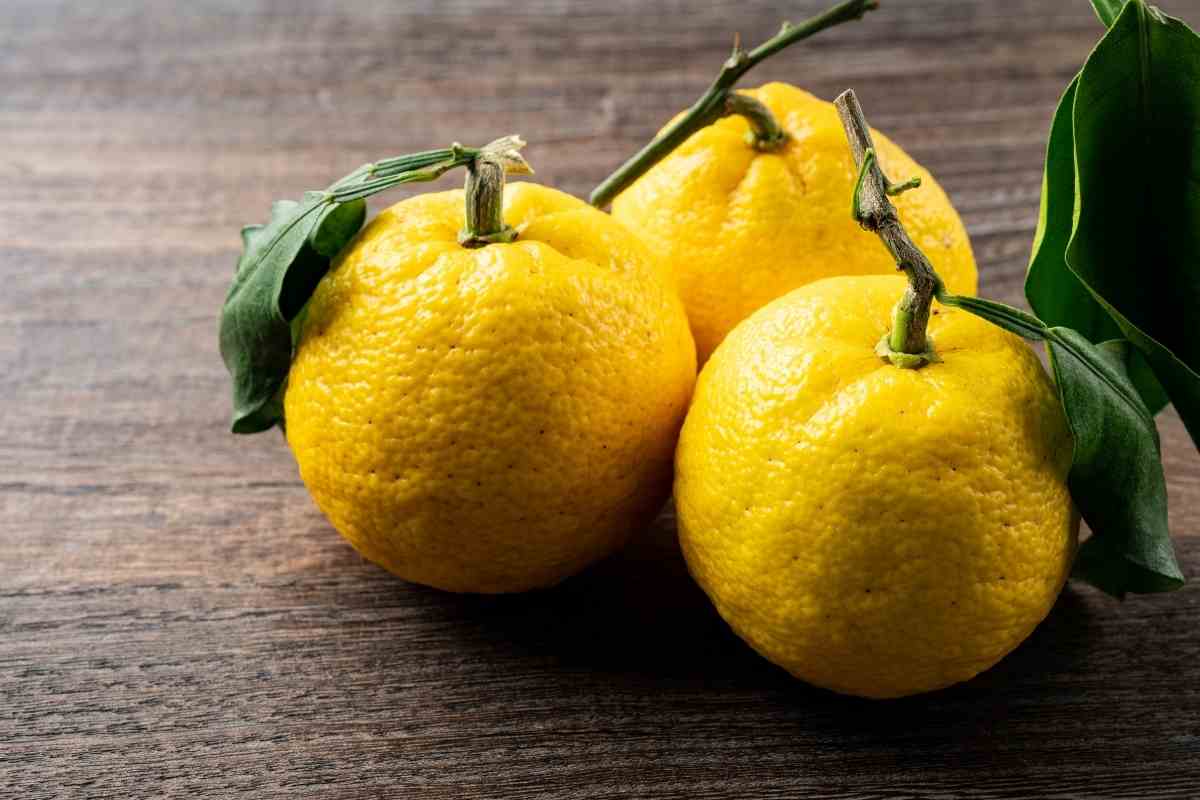 Yuzu Vs Lemon Compared What s The Difference YouGoJapan