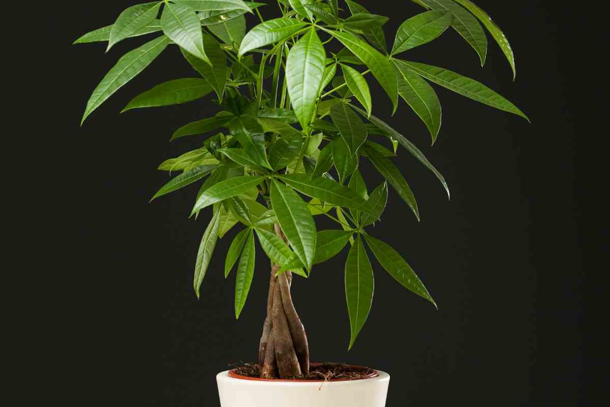 Pachira Aquatica, the Japanese Money Tree Guide – YouGoJapan
