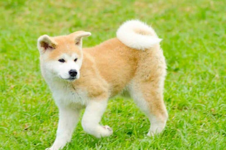 Japanese Dog Breeds FULL List (10 Traditional Japanese Breeds) – YouGoJapan