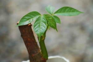 Pachira Aquatica, the Japanese Money Tree Guide – YouGoJapan