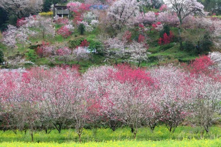 10 Best Flower Parks in Japan and When to See Them – YouGoJapan