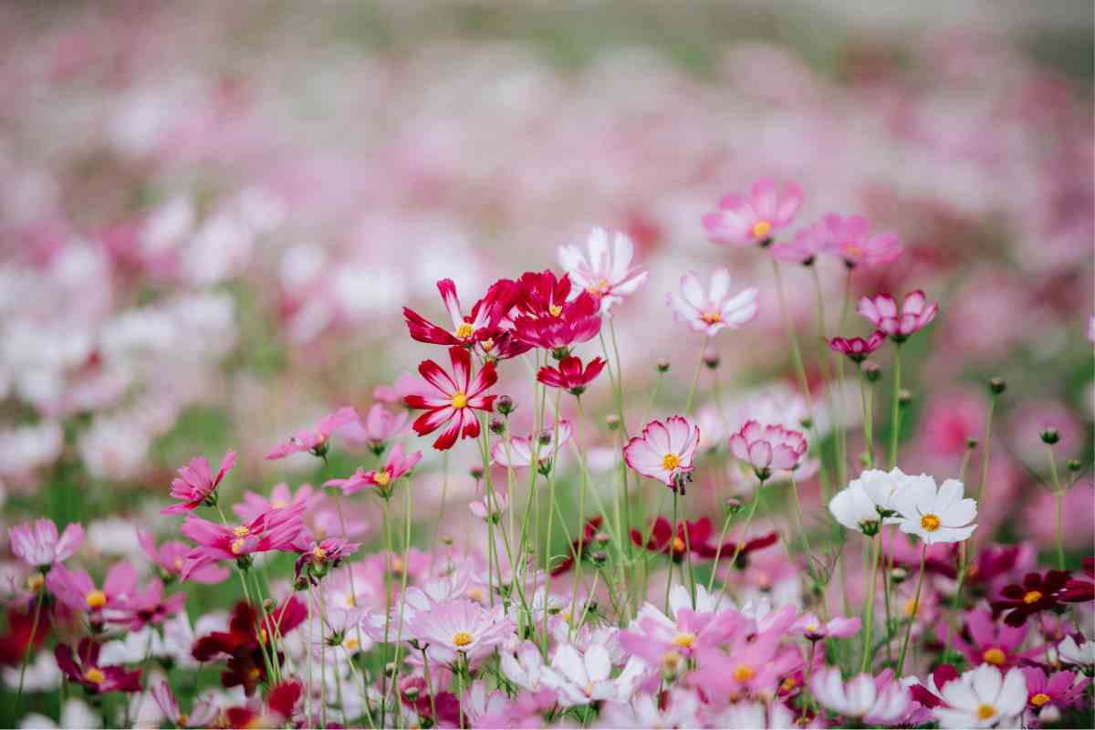10 Best Flower Parks in Japan and When to See Them – YouGoJapan