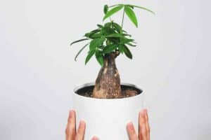 Pachira Aquatica, the Japanese Money Tree Guide – YouGoJapan