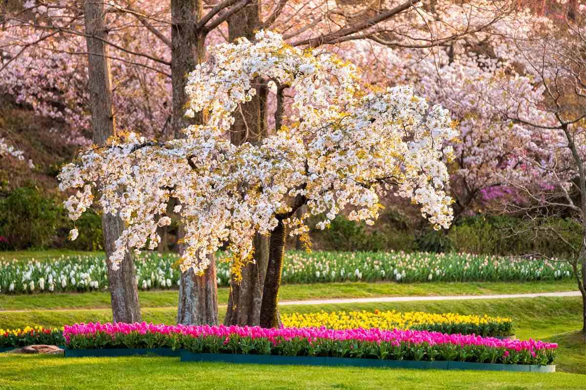 10 Best Flower Parks in Japan and When to See Them – YouGoJapan