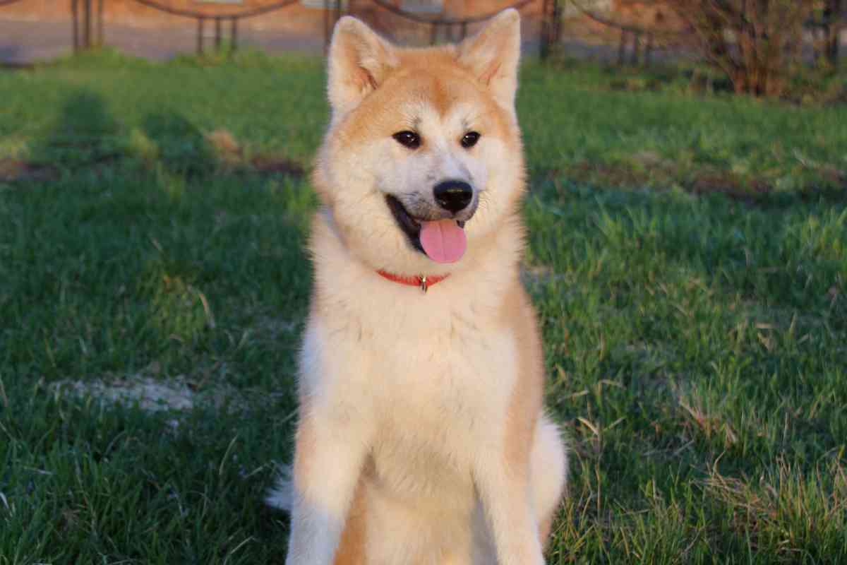 Japanese Dog Breeds FULL List (10 Traditional Japanese Breeds) – YouGoJapan