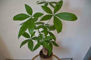 Pachira Aquatica, the Japanese Money Tree Guide – YouGoJapan