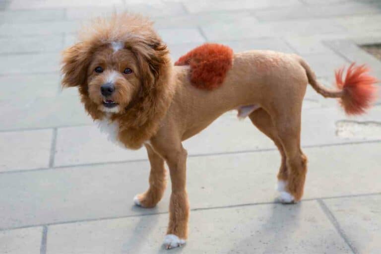 Small Japanese Dog Breeds (5 Cute And Small Dogs) – YouGoJapan